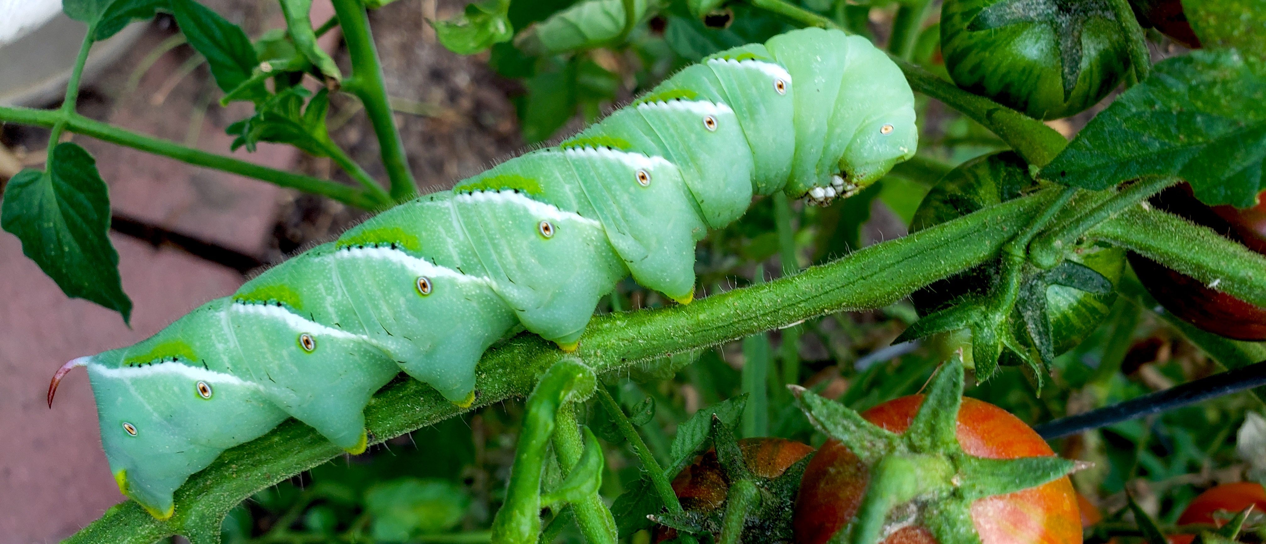 PLSC Major and Minors - Plant Sciences - Cal Poly, San Luis Obispo